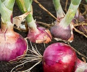 5 Ejemplos de BULBOS