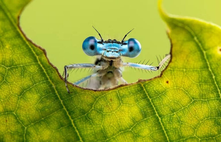 Ejemplos de Insectos